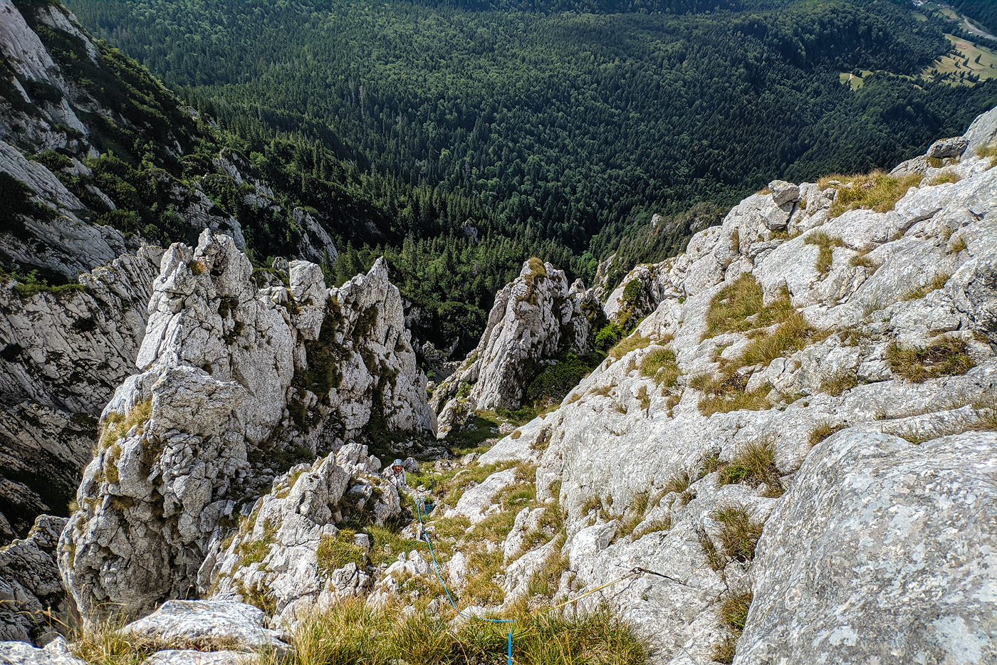 Creasta Frumoasa din Calinet - Back to Nature